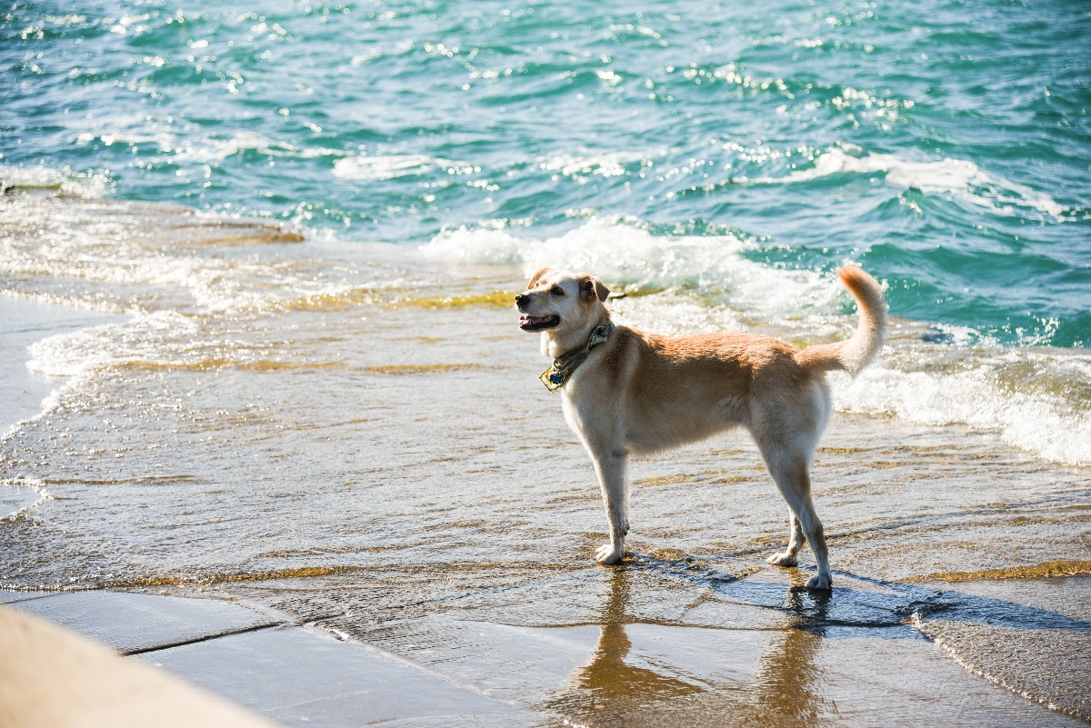 Your Guide to Pet Friendly Places in Old Orchard Beach